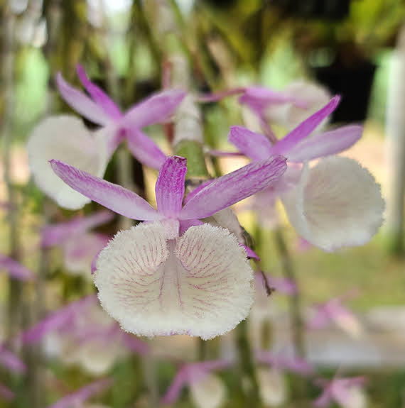 Dendrobium polyanthum Wallich ex Lindley