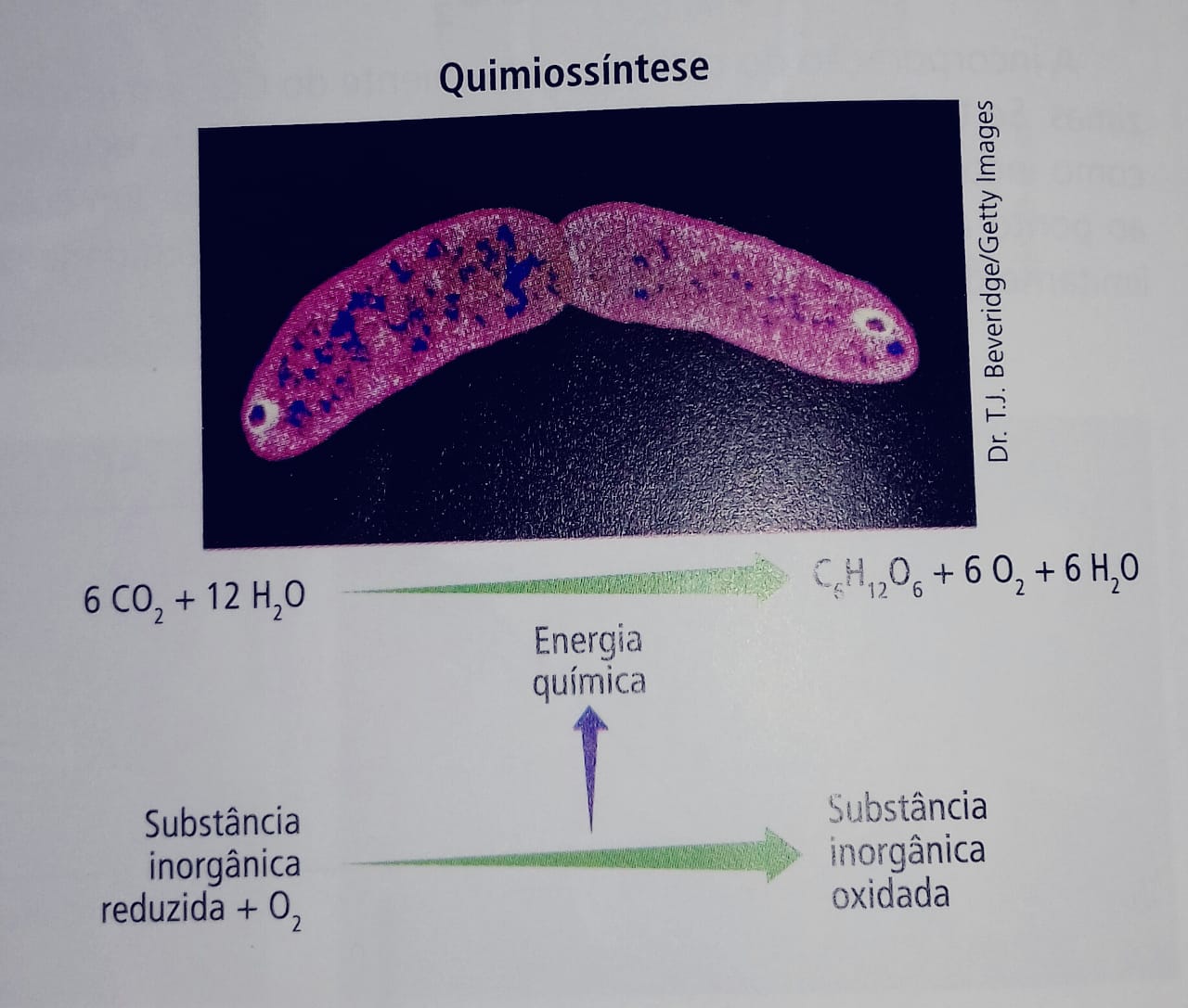 Colégio Nota 10: 3º ano A, 4ª Atividade de Biologia