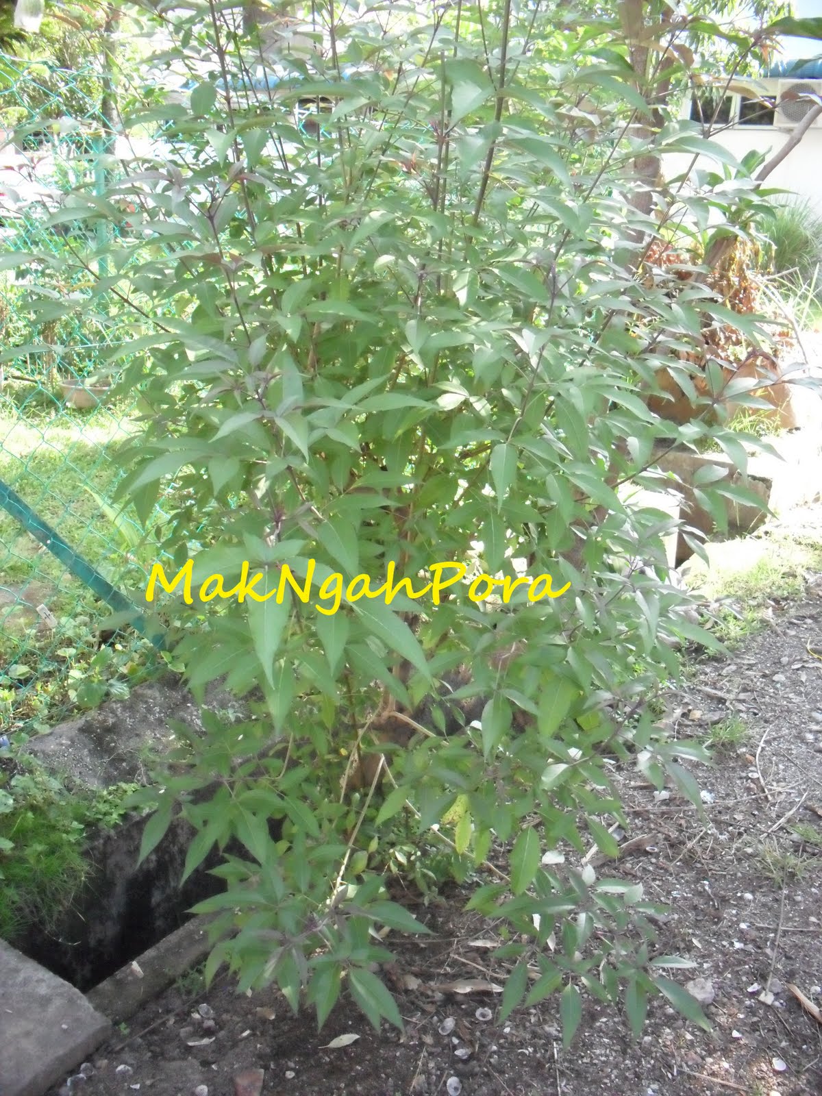 Mak Ngah Pora: Nasi Lemuni (legundi)