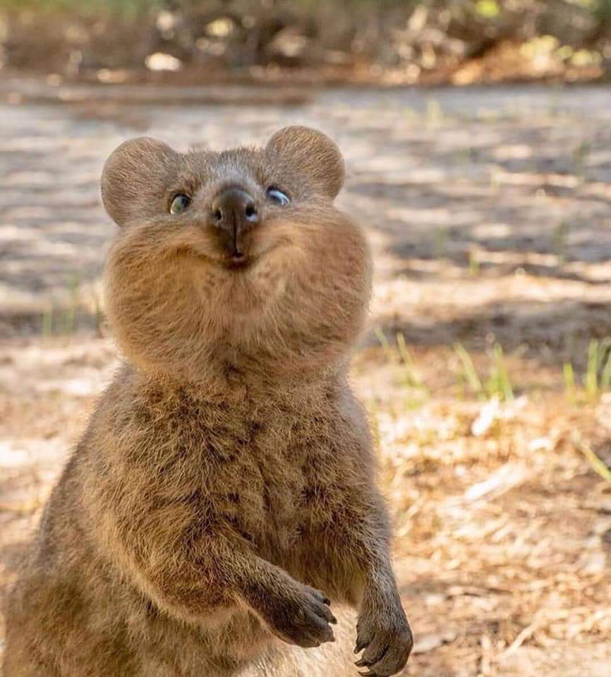 ANIMALS TIME : The 10 cutest quokkas pics (las 10 fotos más tiernas de ...