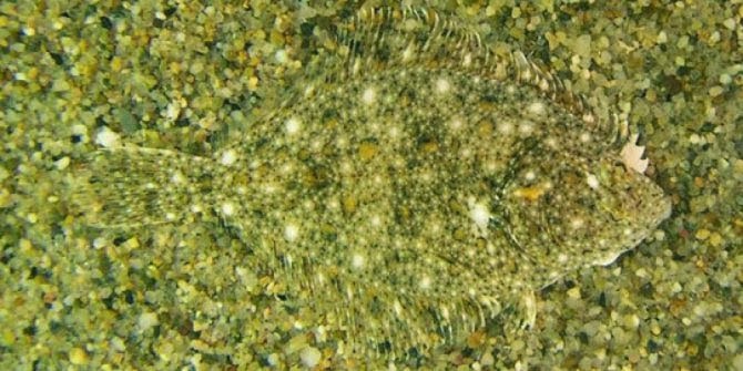 6 Hewan Ini Punya Kemampuan Menyamar Terhebat Sejagat | ZILZAAL