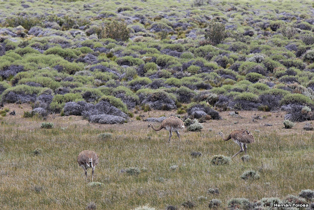 Aves de Argentina: Choiques y guanacos