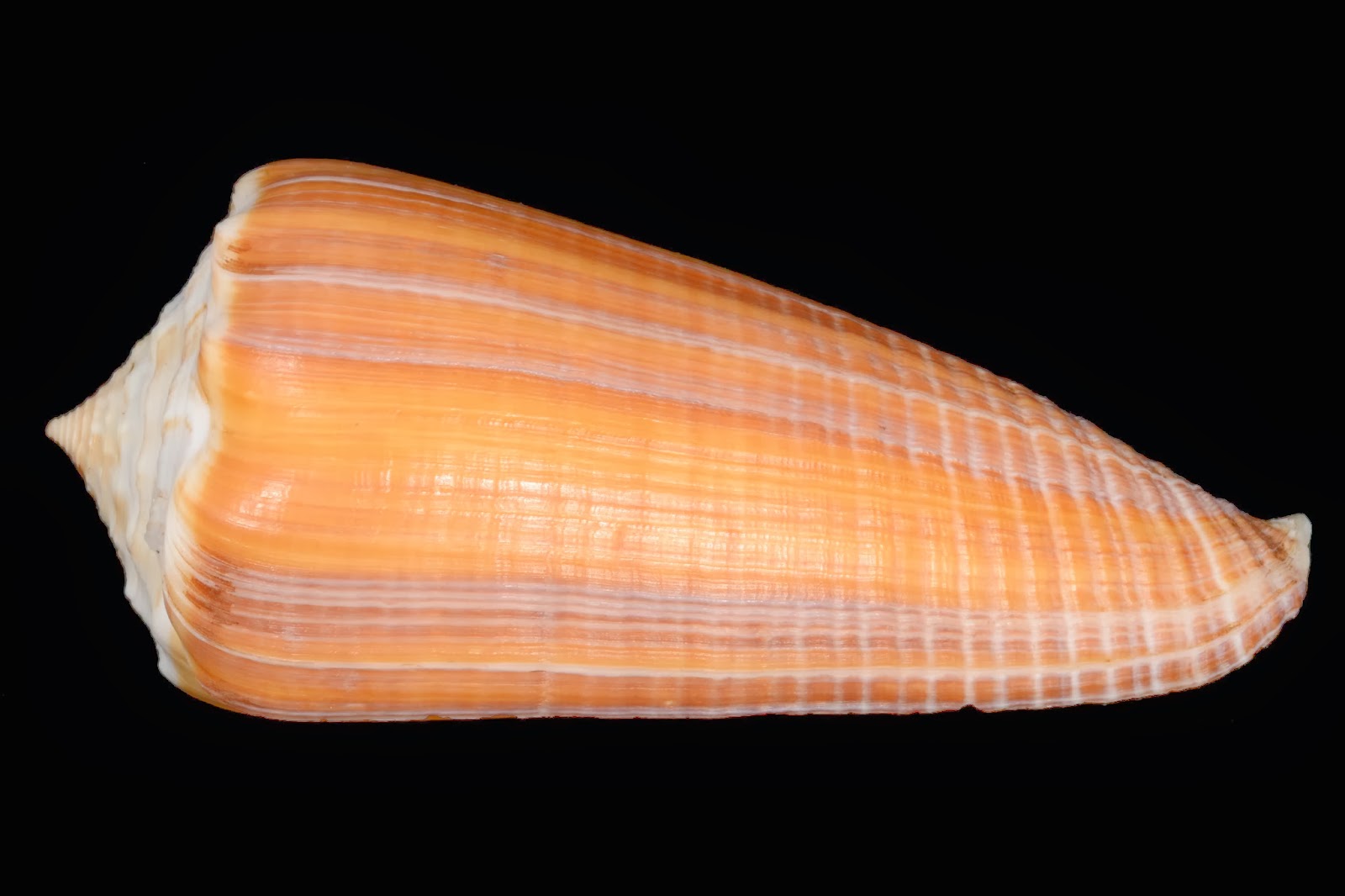 Dr. Lee's Gallery Museum: Conus sulcatus bocki 74.7mm 木乃伊芋螺