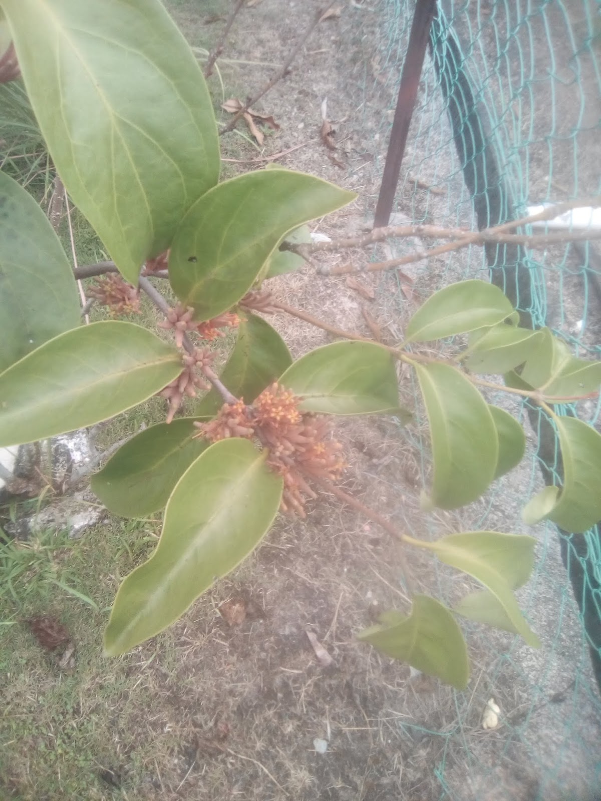 Jom Tanam Sayur ( JTS ) : Pokok Parasit Dedalu @ Salix tetrasperma ...