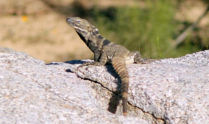 Birdernaturalist: Baja California Sur: Fancy Lizards and a Yellow ...