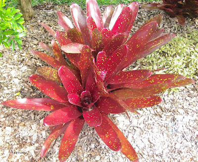 A Wandering Botanist: A Gallery of Bromeliads