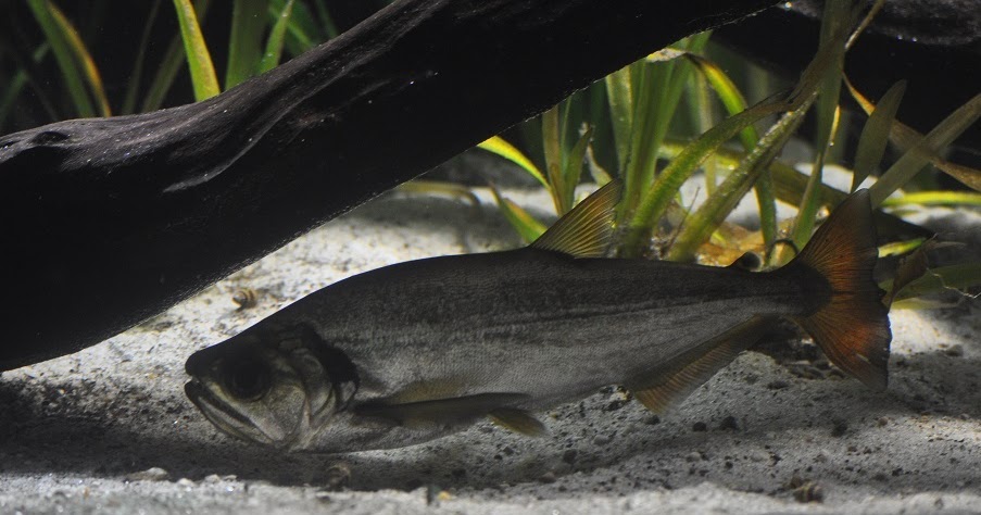 ZOOTOGRAFIANDO (6.100 ANIMALS): PAYARA DE COLA ROJA / REDTAIL PAYARA ...