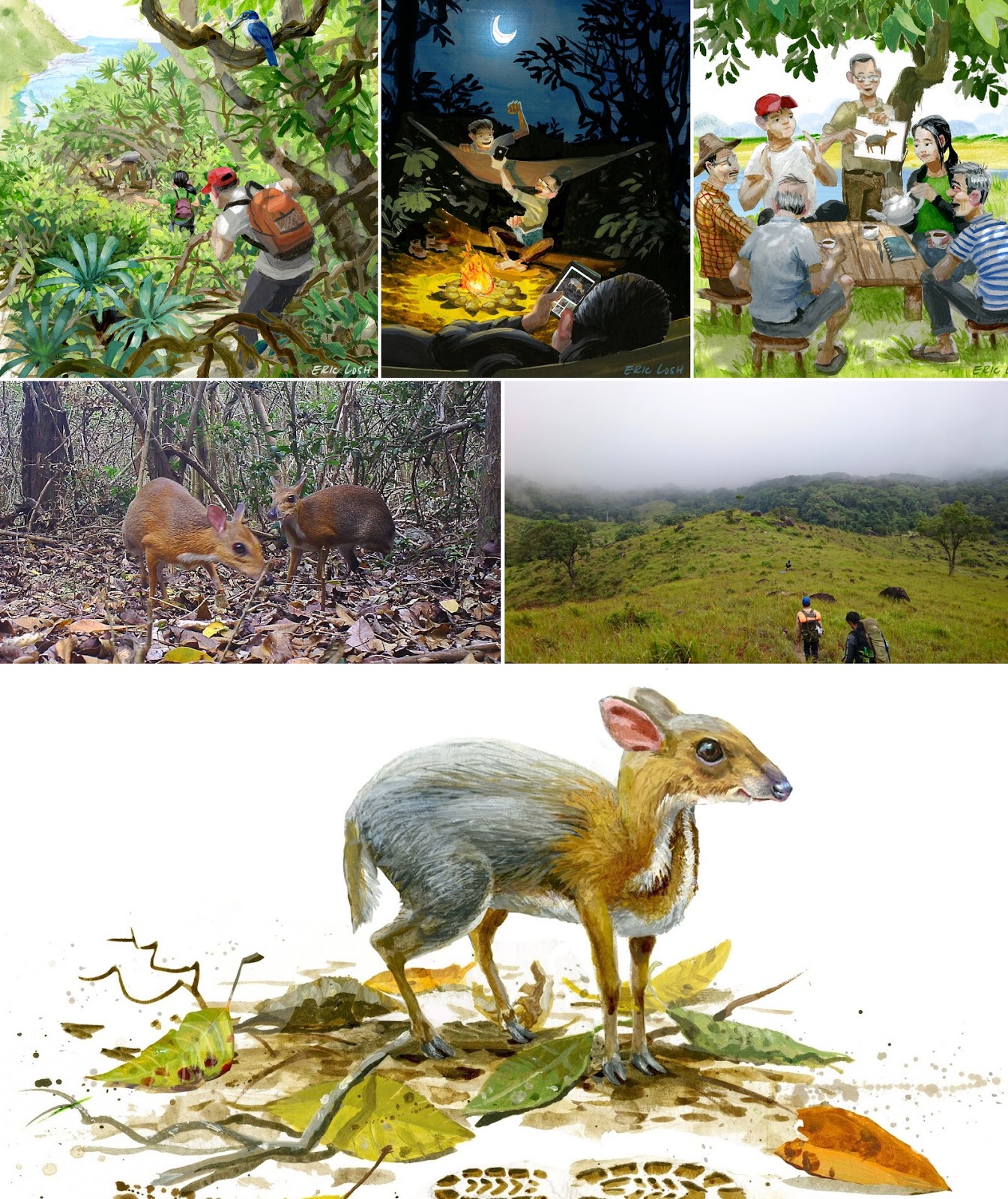 Species New to Science: [Mammalogy • 2019] Camera-trap Evidence that ...