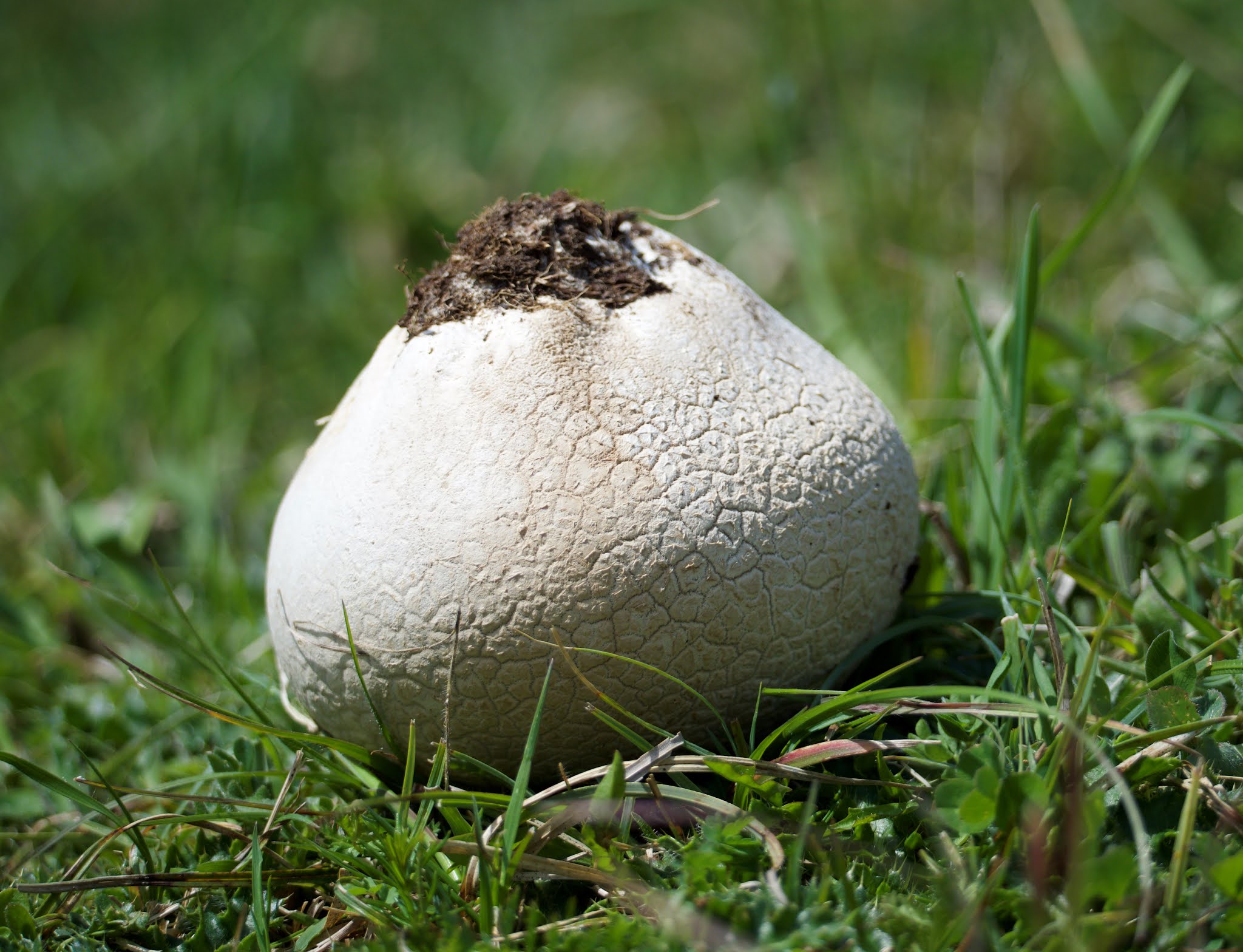 Lymington & District Naturalists' Society: Walk Report: Martin Down ...