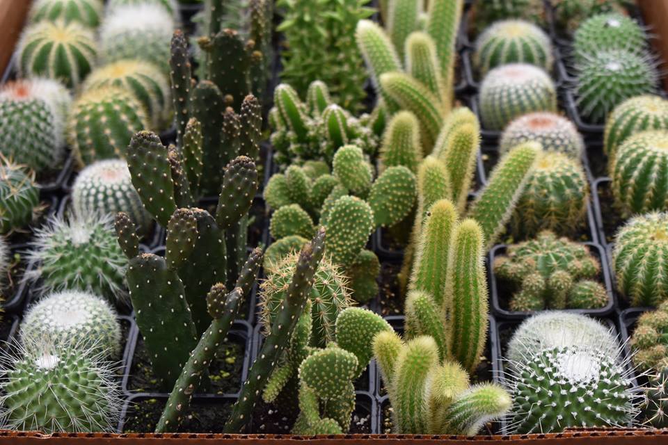 Crazy Critters : Assorted Cactus Species