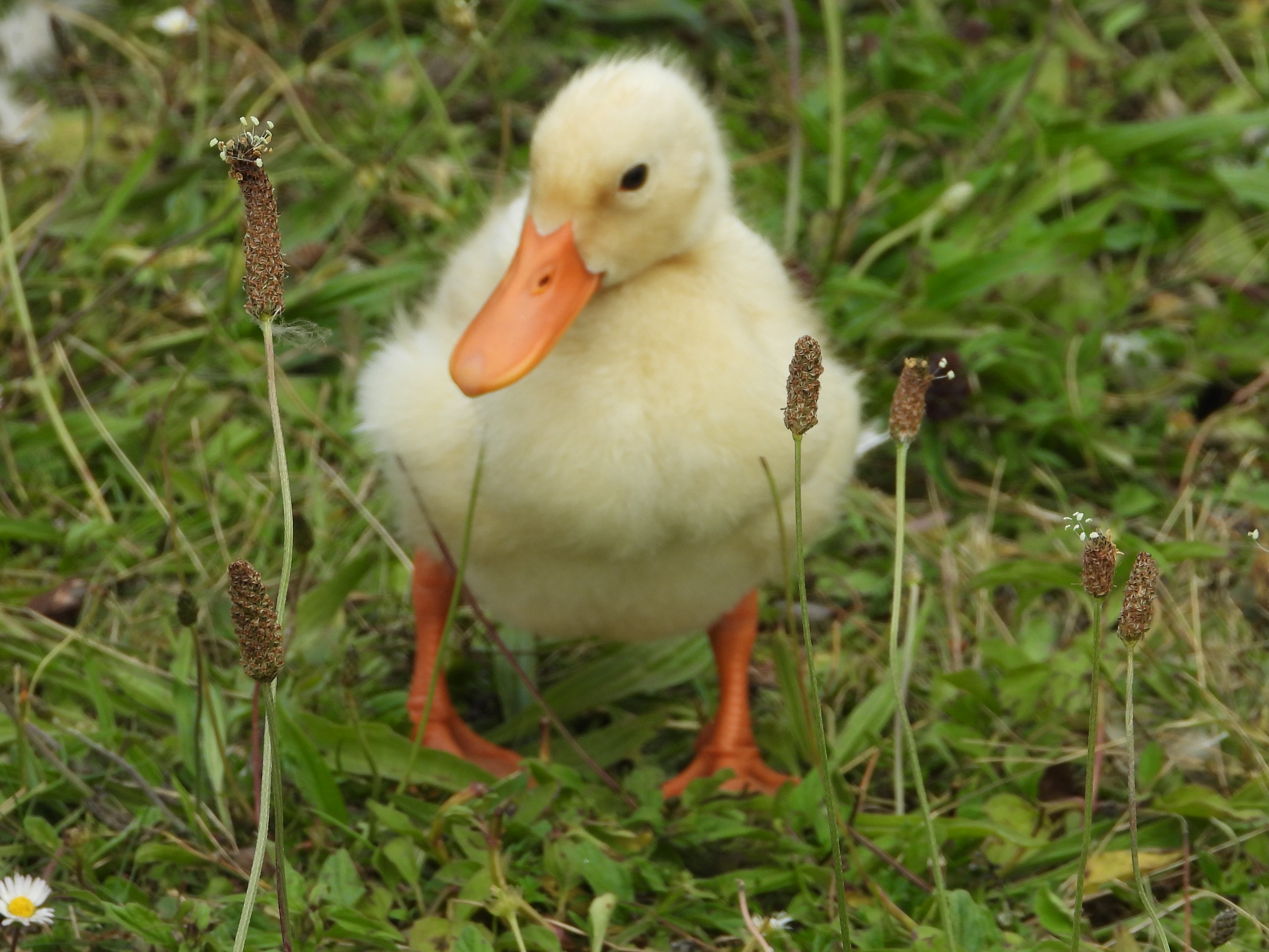 Les Ulis, pays des Merveilles?: HISTOIRE D'UN CANARD BLANC NE AU PARC ...
