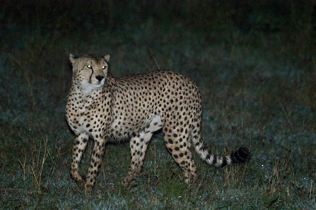 Feather Tailed Stories: Cheetah (Africa Series)