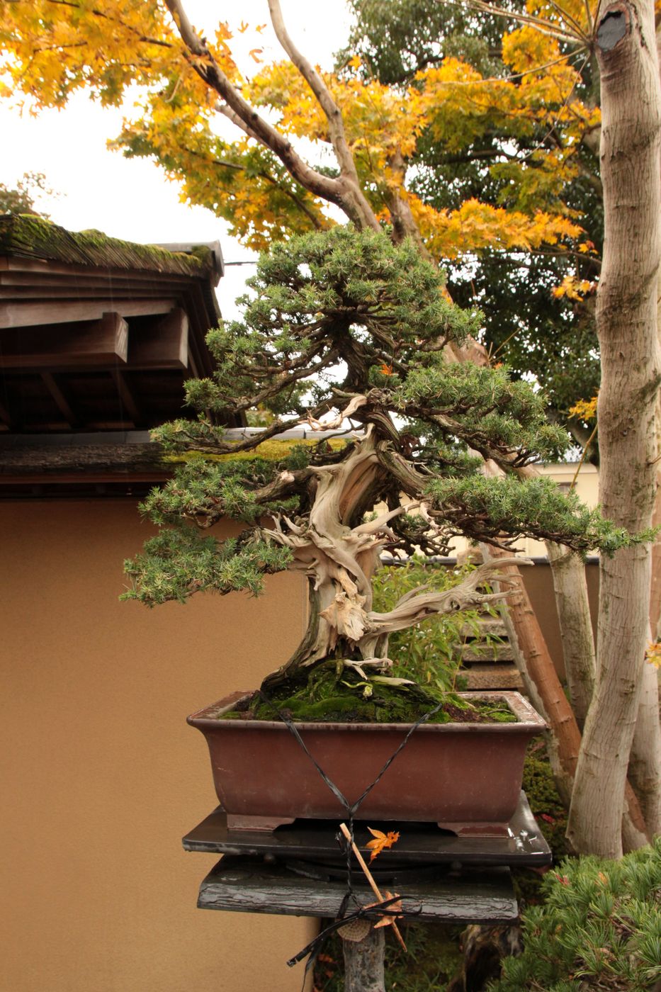 Bonsai Moravia Blog: JAPAN 2017 - #11 KUNIO KOBAYASHI, 1st PART