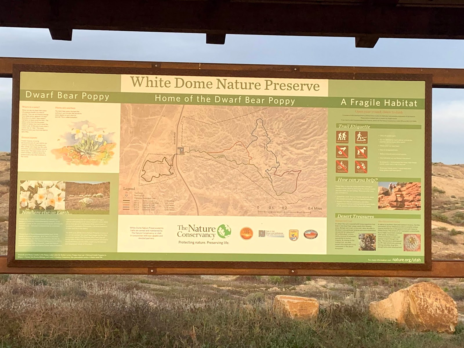 Hinton Happenings: Dwarf Bear Poppy