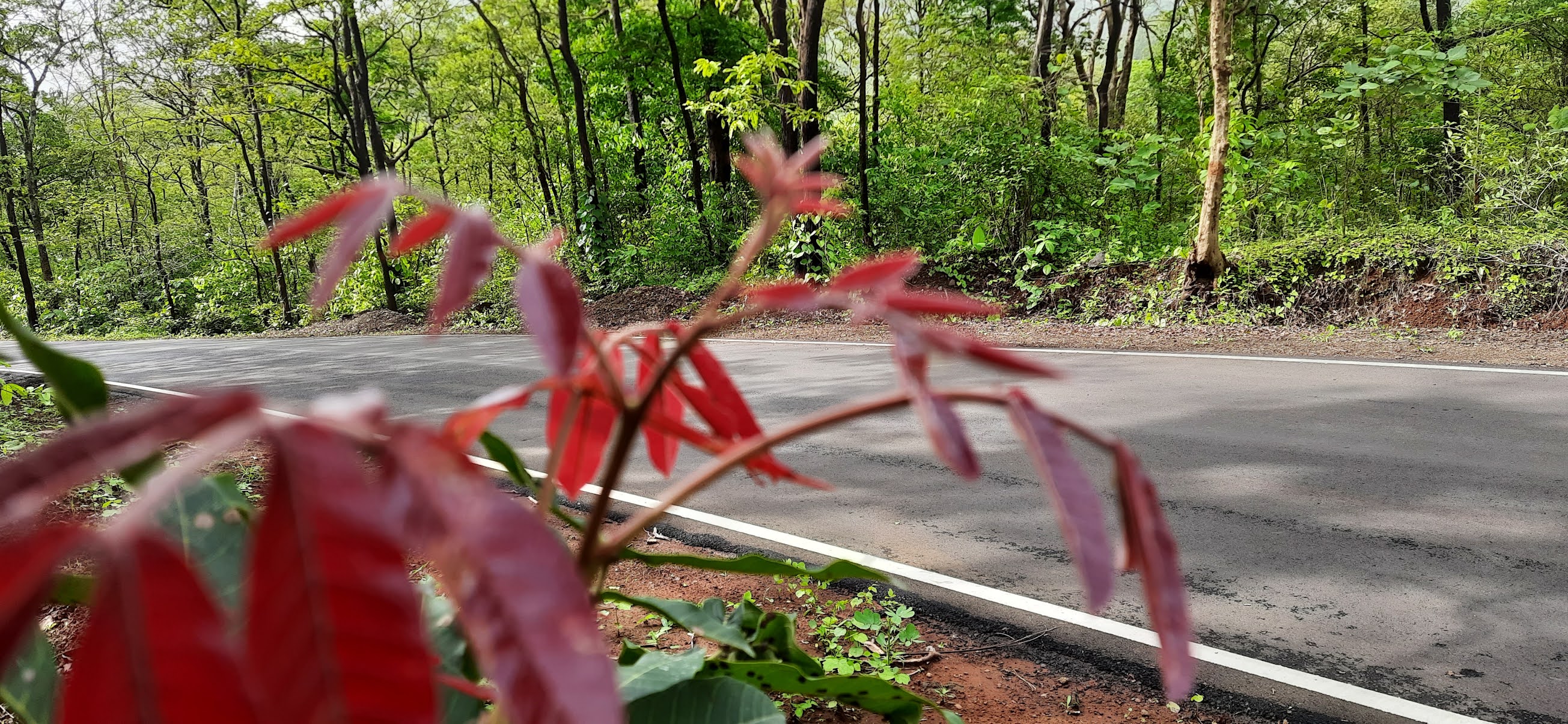 Sharad Pandhare's Educational Blog: Incredible Nature