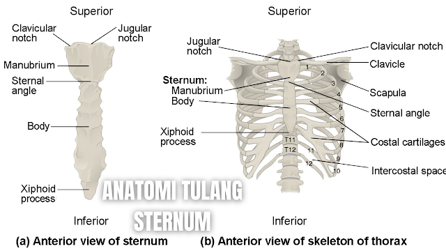 Anatomi Tulang Sternum Manusia - Anatomi Tutorial