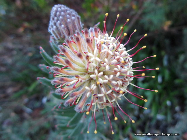 Walking the Cape: Kirstenbosch: 'Allo Aloe
