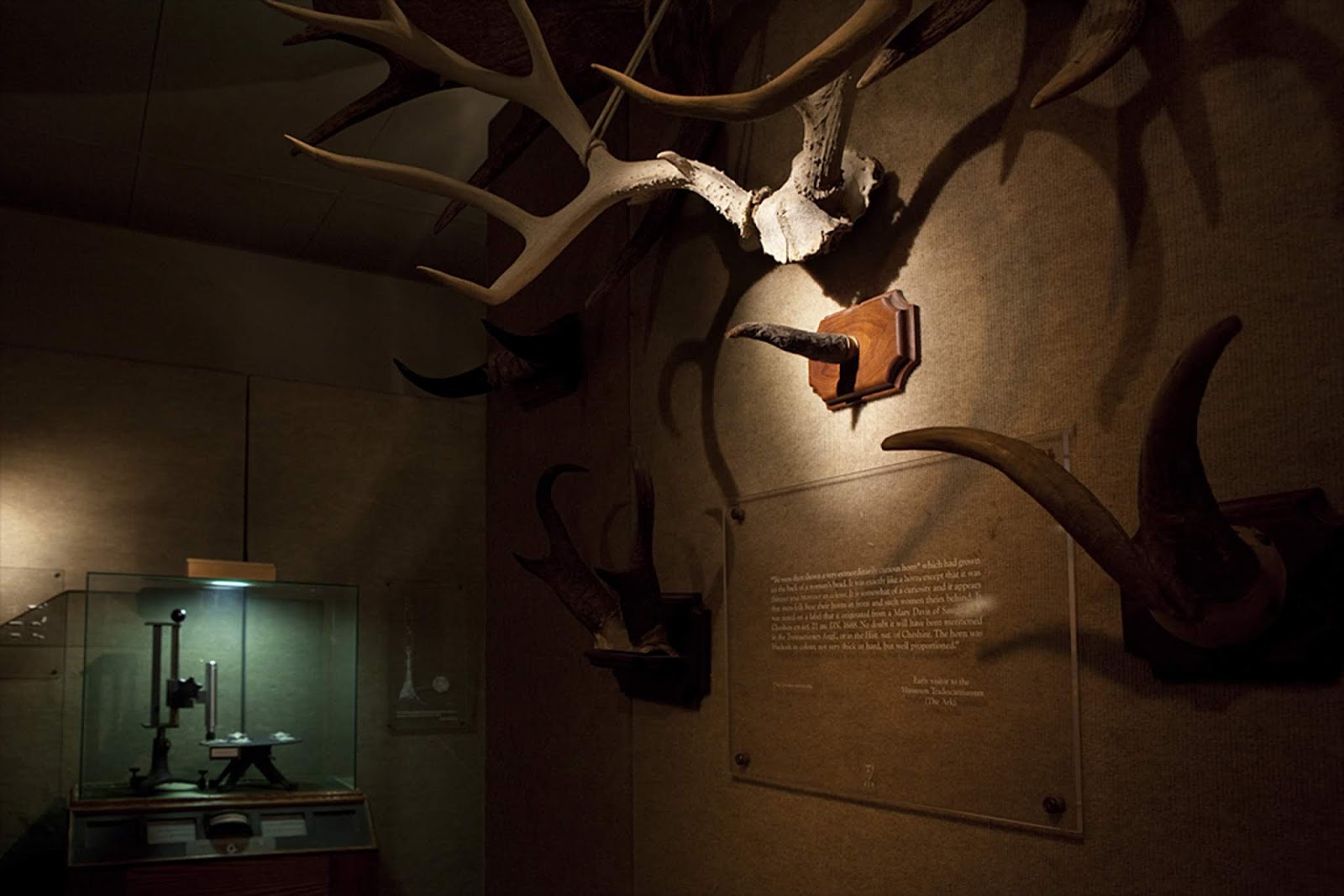 "Nobody Mentioned the Yelping Coyote Head": Online Critics Scorn the ...