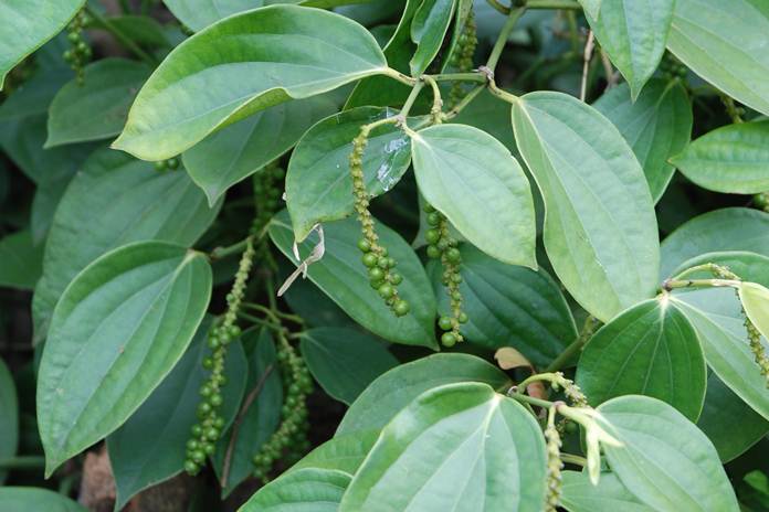 Langkah Mudah Menanam Lada Dalam Polybag