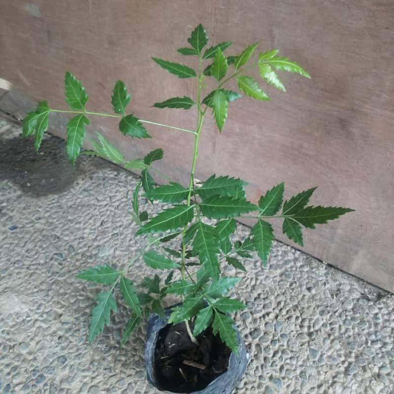 Cara Mudah Menanam Pohon Mimba, Tanaman Yang Kaya Manfaat