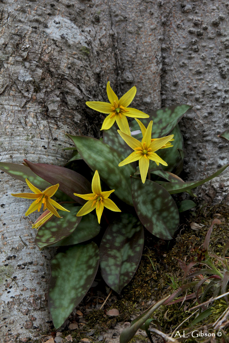 The Buckeye Botanist: Ohio's Spring Gold Rush