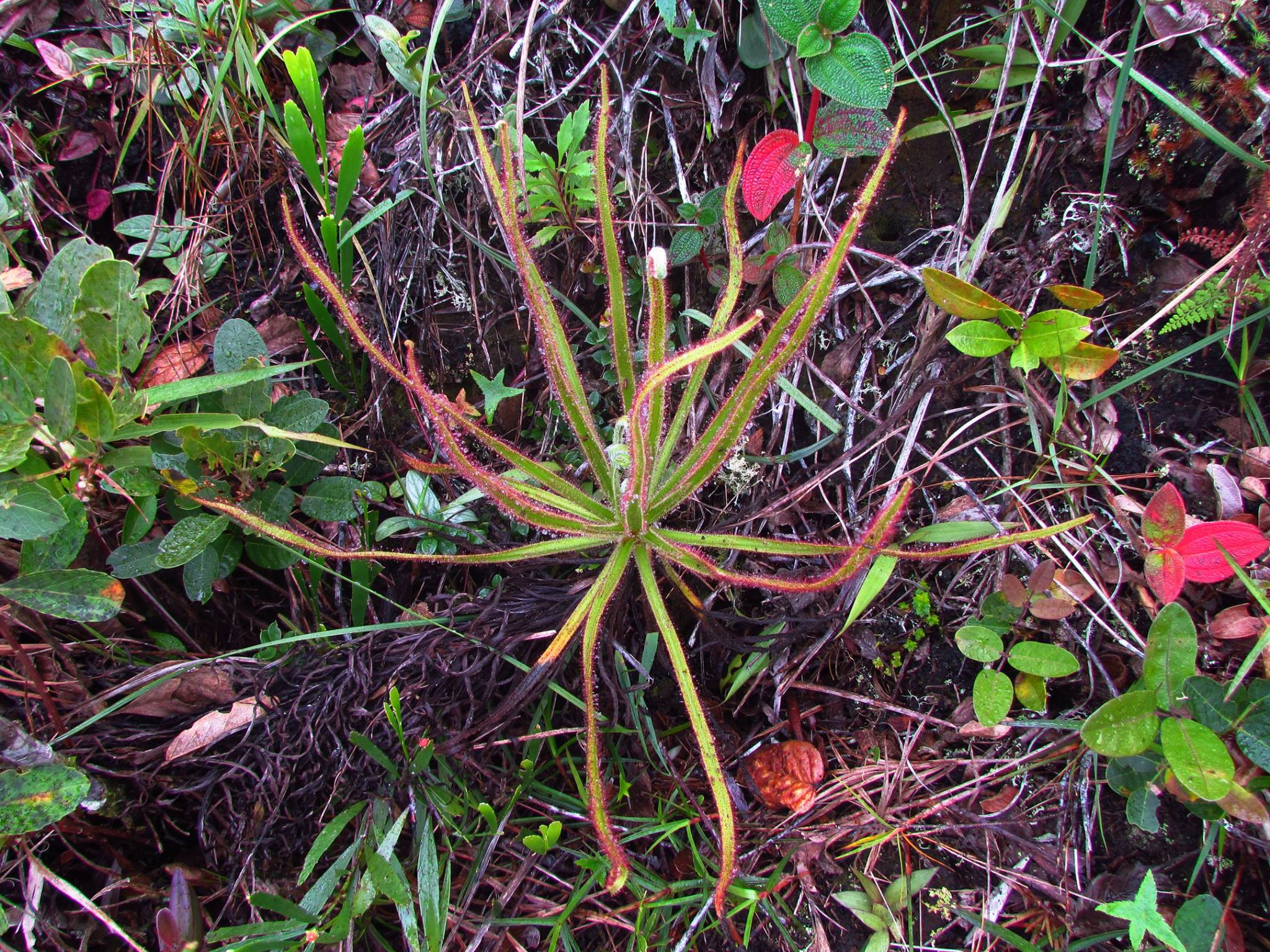 Droseras Brasileiras - Drosera magnifica