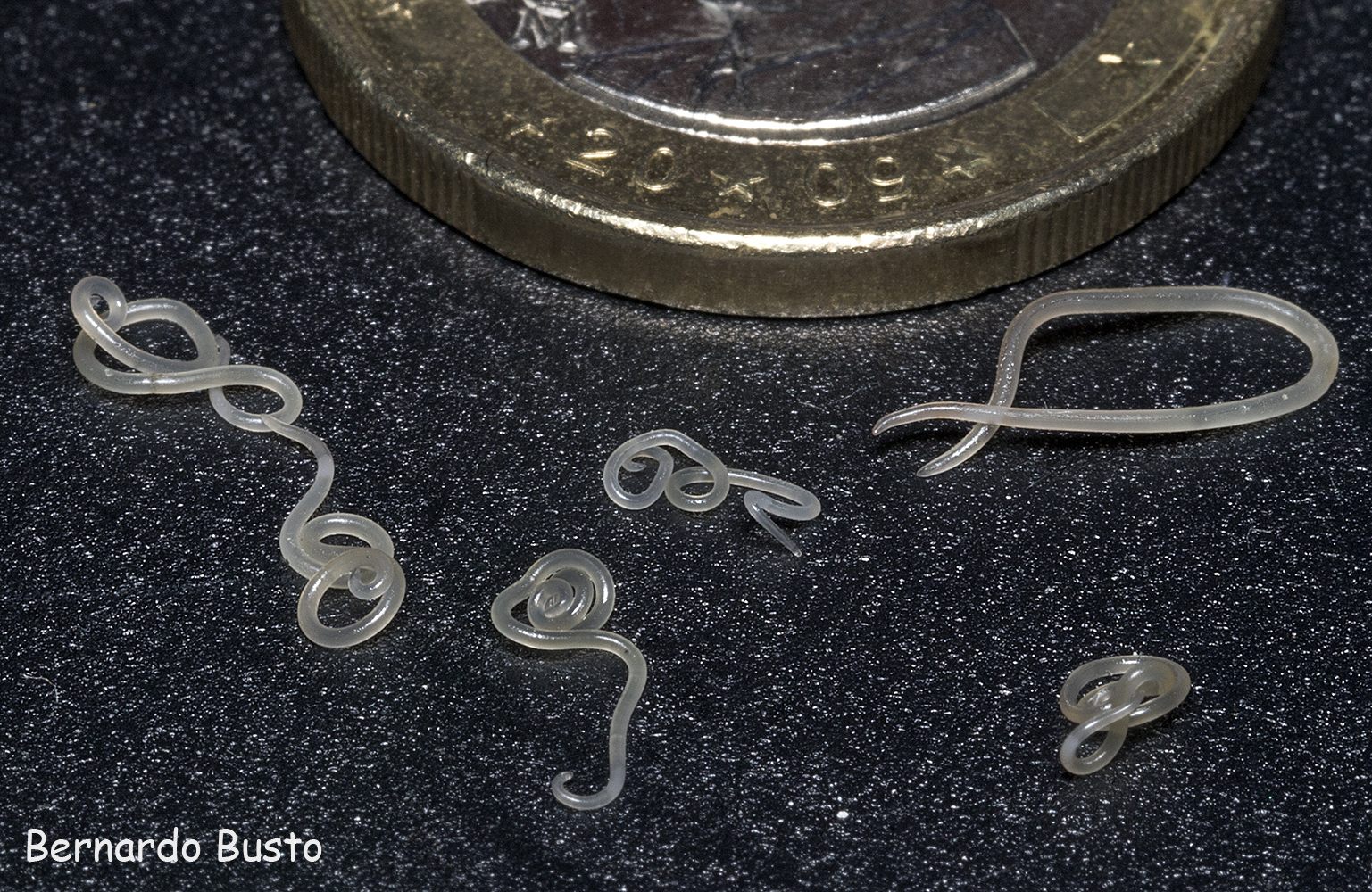 RÍA DE LA VILLA: Anisakis