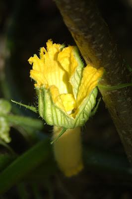 Daisy in the Garden: Gete-okosomin Squash --more pics