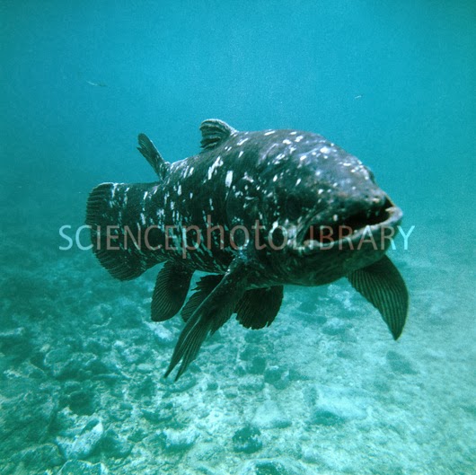 Palaeos, la historia de la Vida en la Tierra: Los genes saltarines del ...
