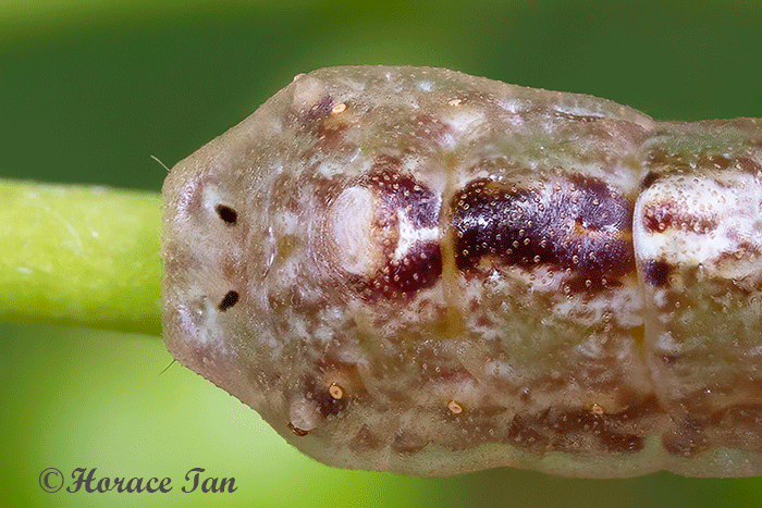 Butterflies of Singapore: Life History of the Banded Royal