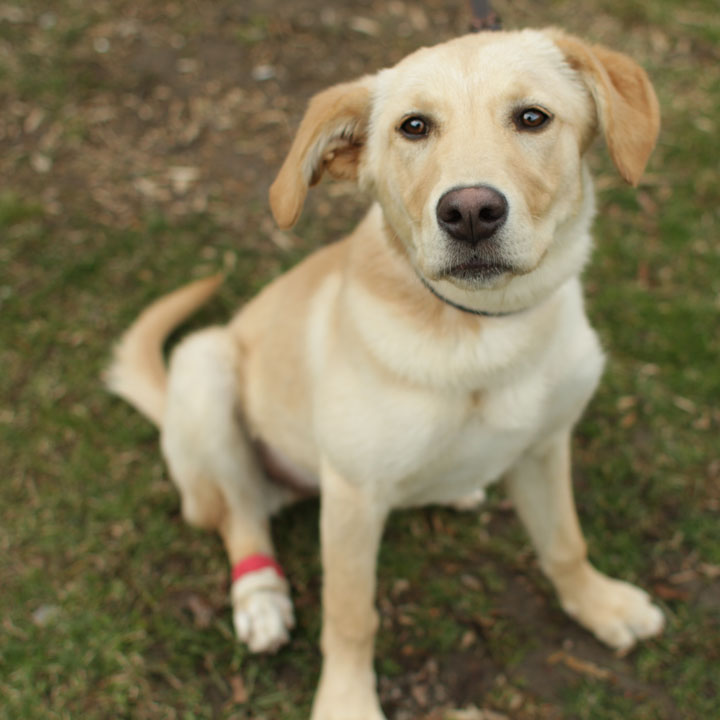 Zoe - Yellow Labrador Retriever