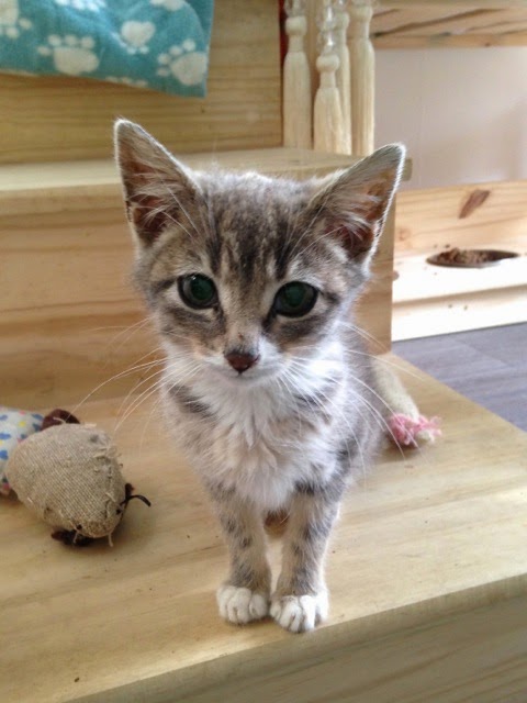 All Things Stampy: Caturday: Dolly, a very poorly kitten