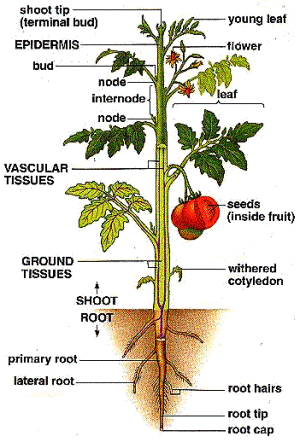 MCQ on Angiosperms Morphology