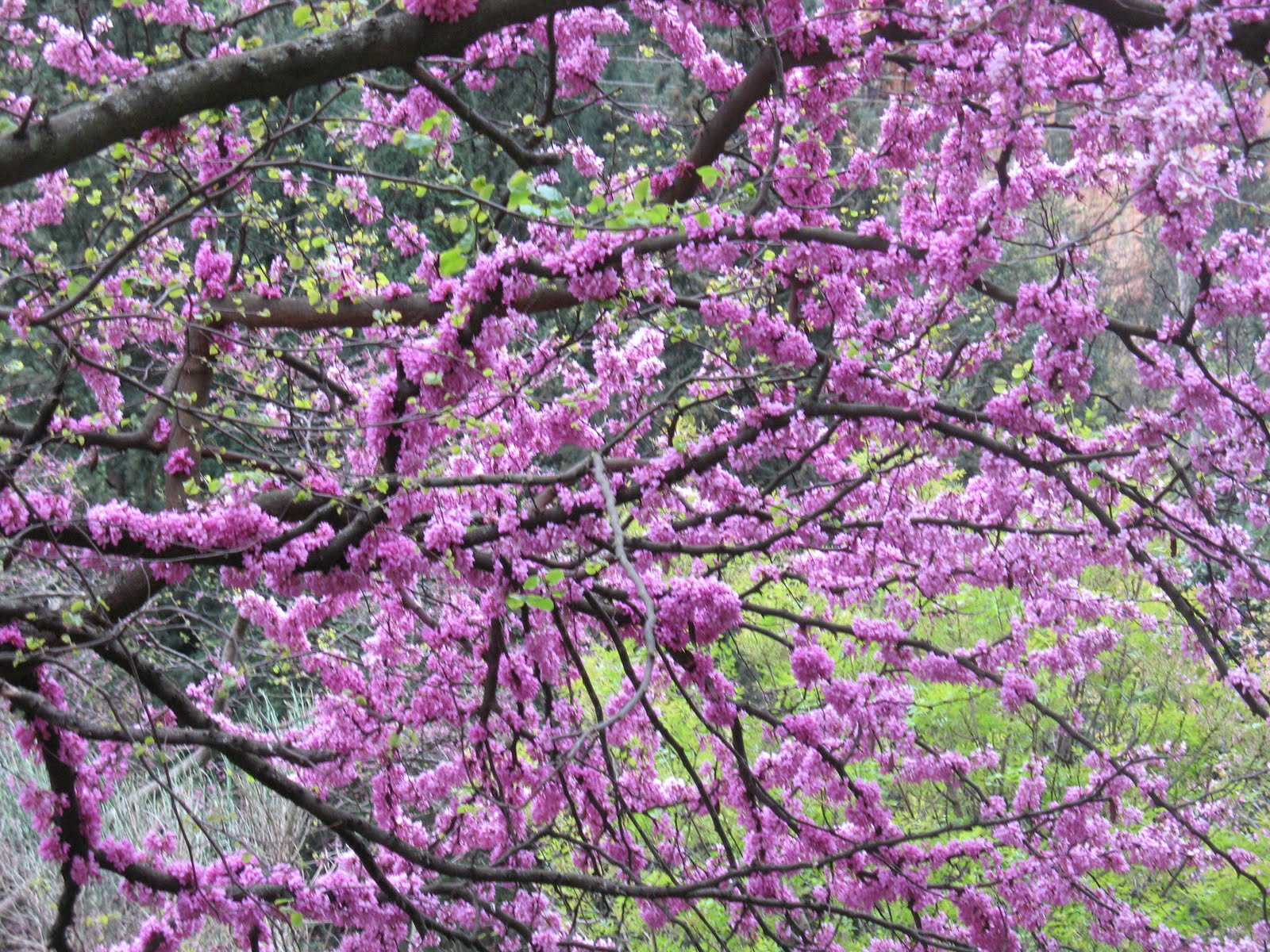 Jurnal de gradina: Valea inflorita