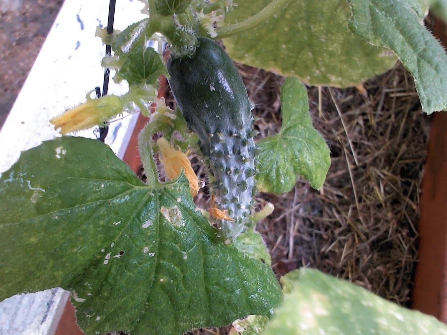 Plantas de Pepinillo | Plantas