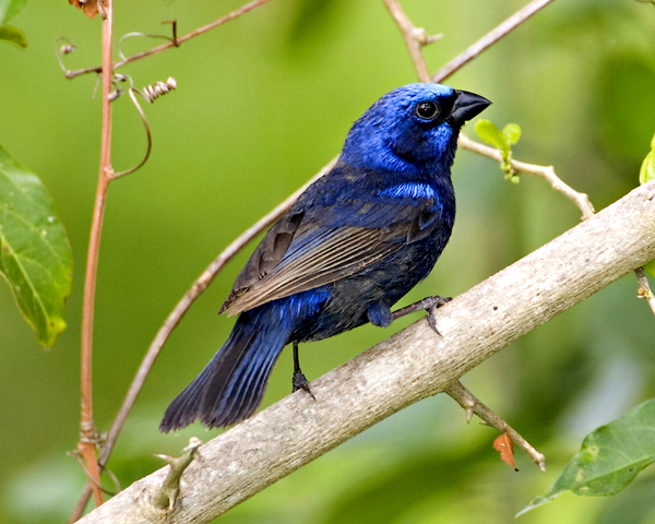 Aves en El Salvador: AZULEJOS