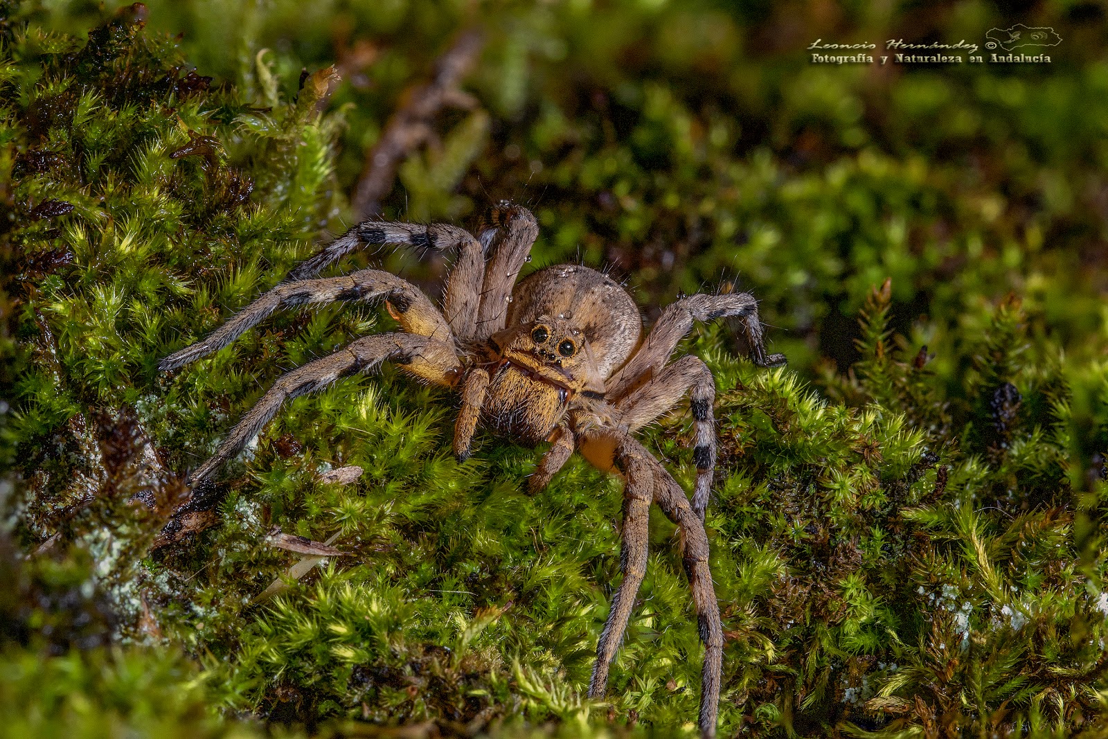 FOTOGRAFÍA Y NATURALEZA EN ANDALUCÍA: MACRO FOTOGRAFÍA- araña lobo ...