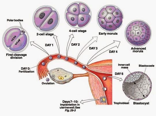 FERTILISASI DAN PERKEMBANGAN EMBRIO