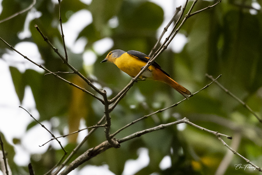 The Chiwit Chronicles: The 5th PPUR International Bird Race Day 1 ...