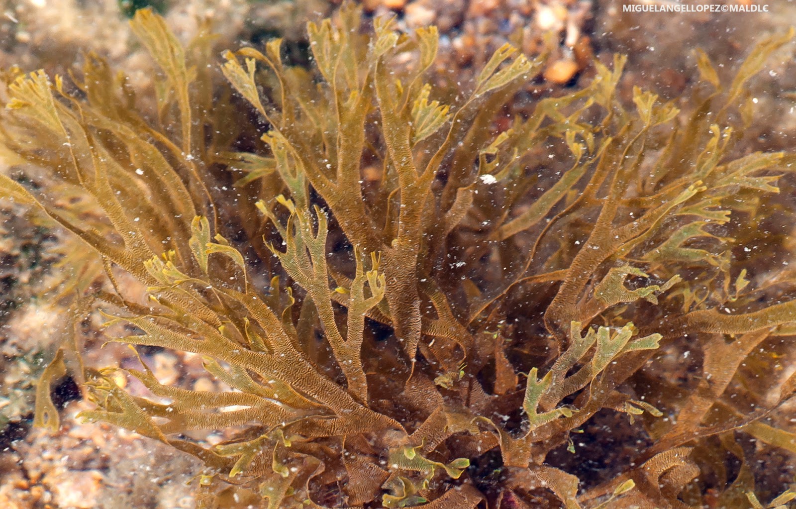 Perimetros--Flora y Fauna de Rota(Cadiz): Dictyota dichotoma,Alga Parda