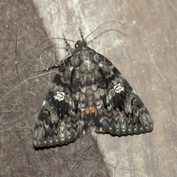 At the Cabin: Grand Moth