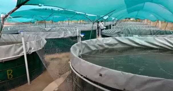 Biofloc Fish Farming Economics - Farm House