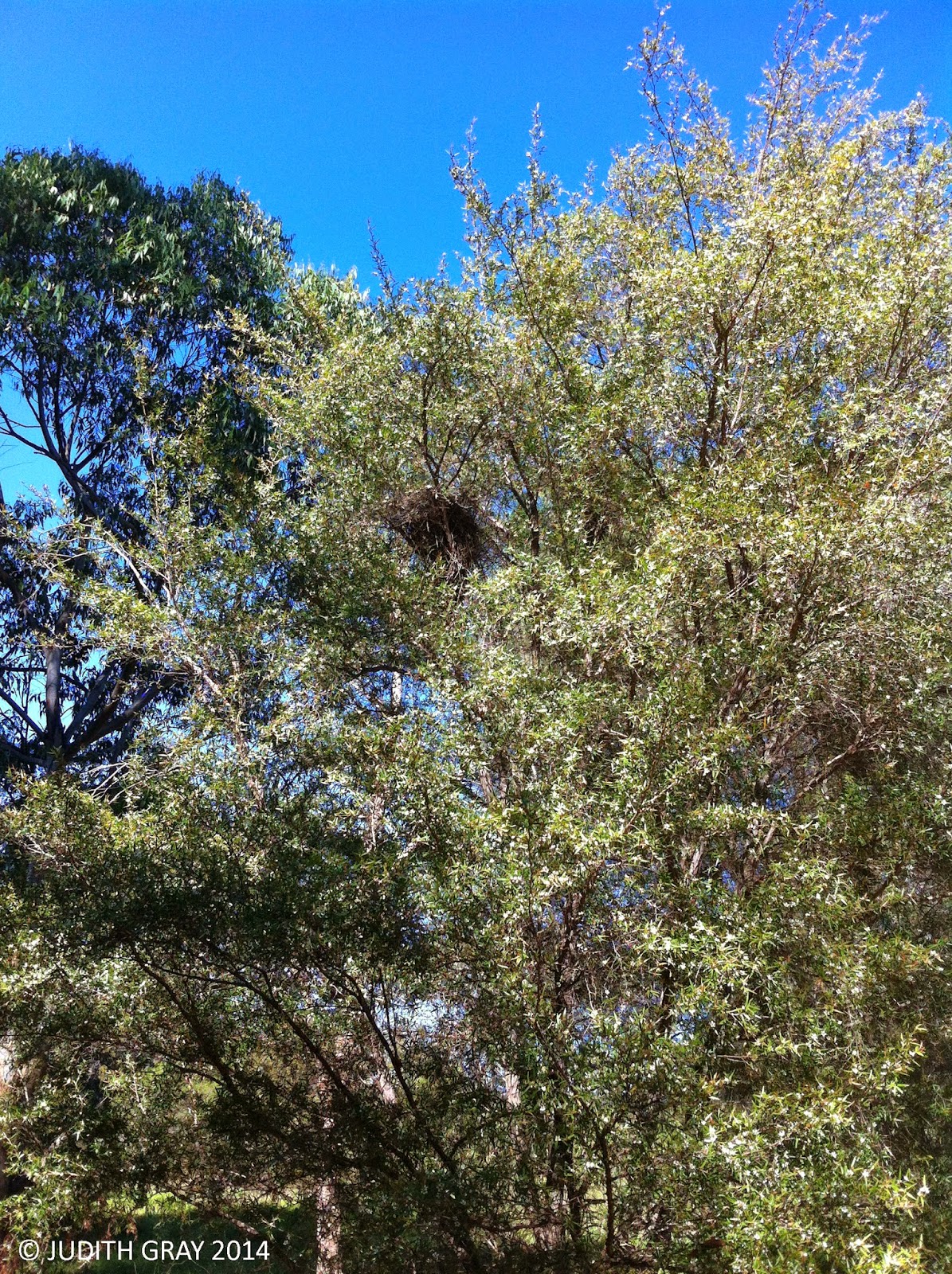 Drey's of the Common Ringtail Possum