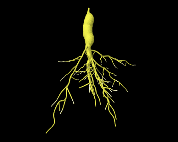 SONU ACADEMY: TEXT: GETTING TO KNOW PLANTS CBSE CLASS-VII BIOLOGY