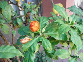 Wow 30+ Gambar Bunga 7 Jarum - Gambar Bunga Indah