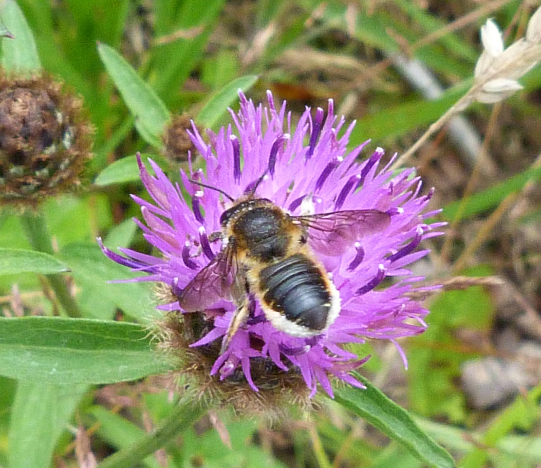 Insects of Scotland: Bees/Wasps/Ichneumons/Sawflies/Ants