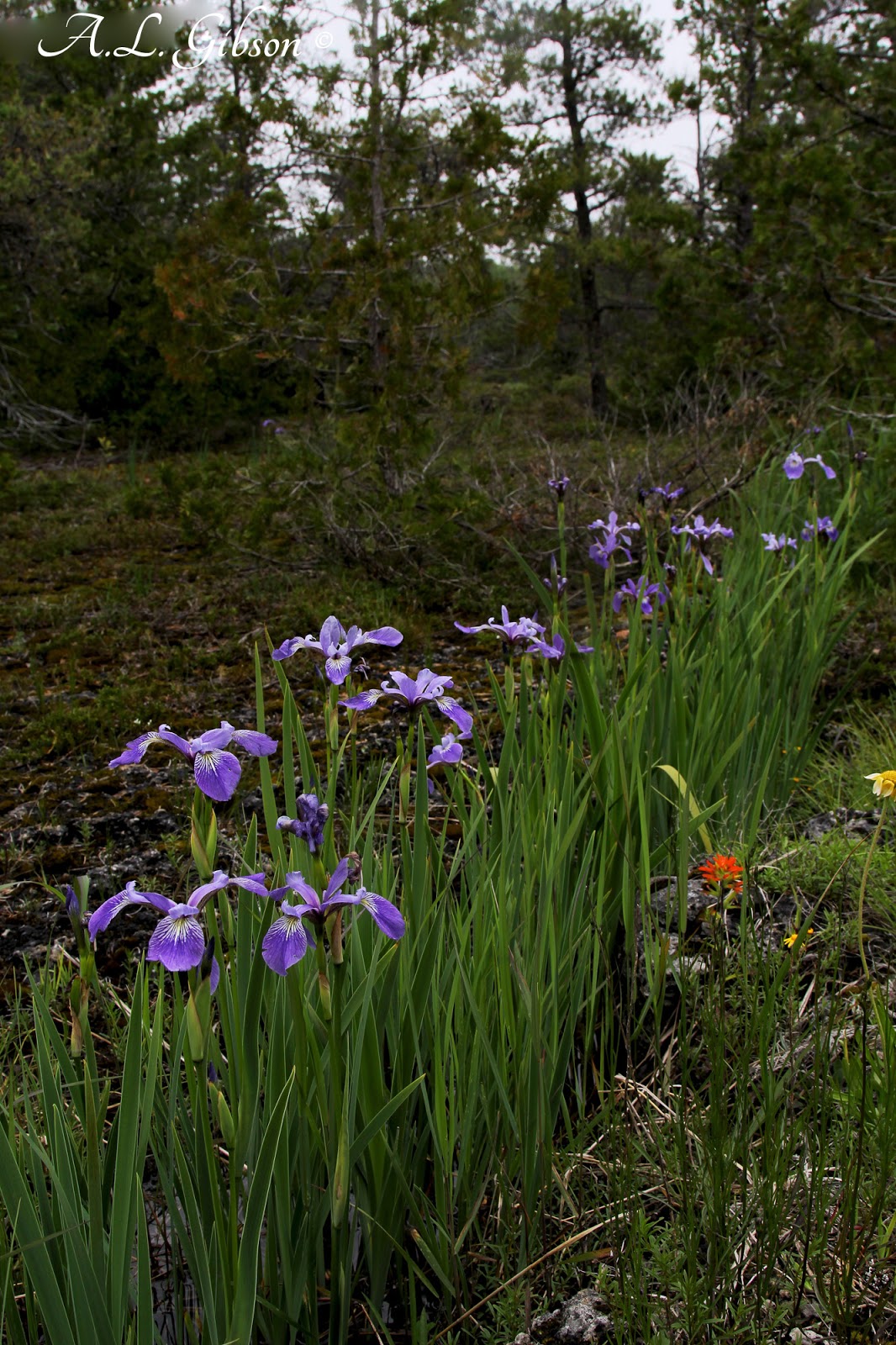 The Buckeye Botanist: The Bruce Peninsula Part VI: An Alvar Wonderland
