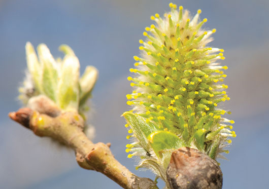 Aclamidea - Botánica integra