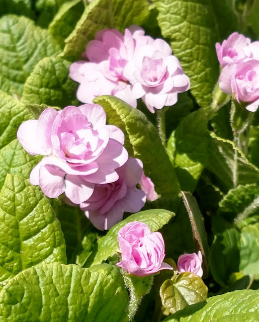 Prom Makeup 2018: Pretty Primrose Pink Makeup for Glasses Wearers