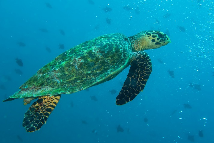 Jenis Penyu Yang Sudah Langka Dan Mulai di Lindungi Oleh Dunia - Pagguci